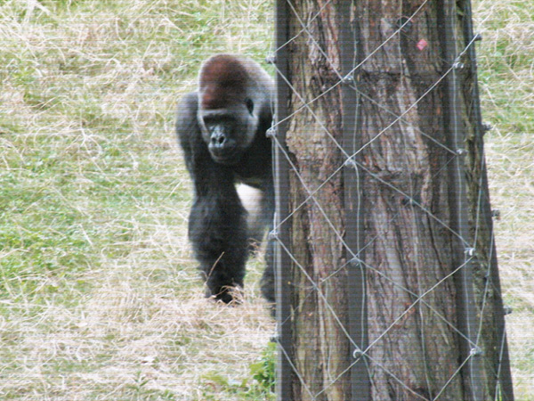 Inflexions 7: Animating Biophilosophy: Adam Zaretsky